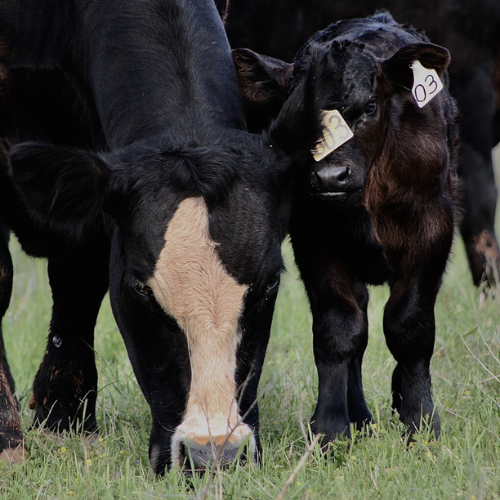 Oklahoma Cattlemen's Association